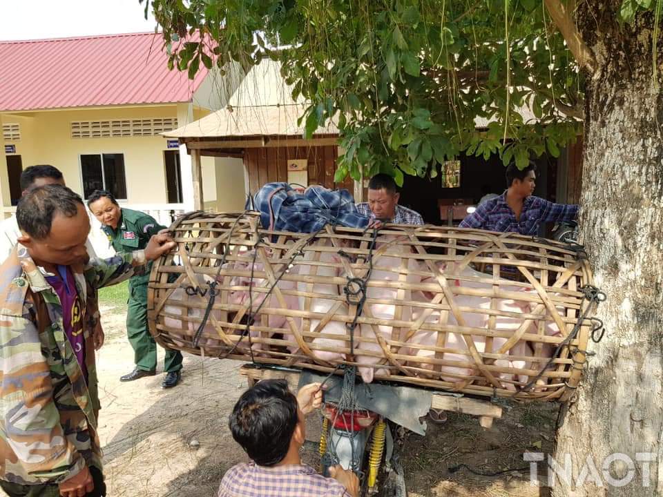 ប៉ូលិសប៉ុស្តិ៍រដ្ឋបាលចាប់កូនជ្រូក១១ក្បាលដែលឈ្មួញដឹកឆ្លងដែនខុសច្បាប់ពីវៀតណាម - TNAOT