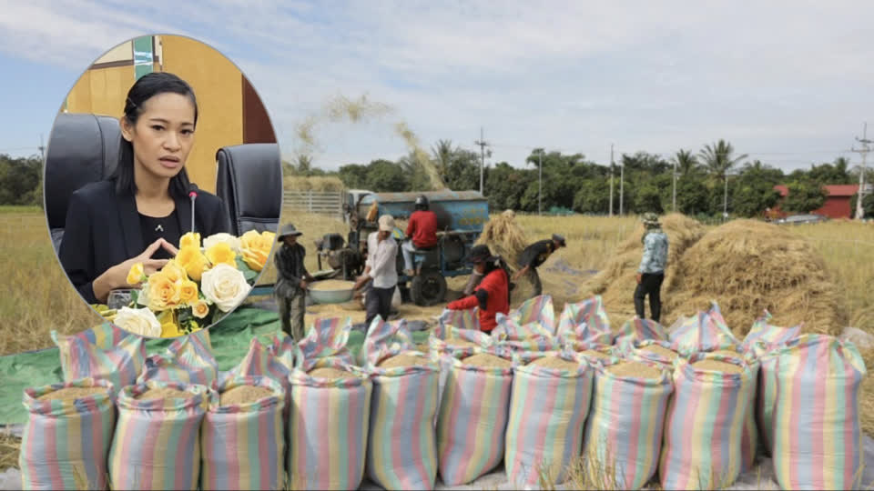 តម្លៃស្រូវថ្លៃ ប៉ះពាល់ដល់តម្លៃអង្ករលើទីផ្សារបែបណា? - TNAOT