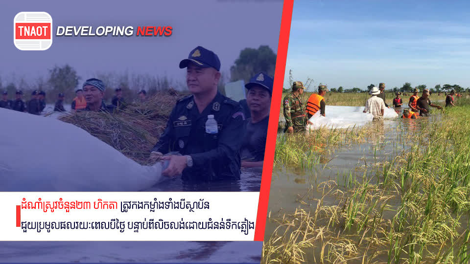 កងកម្លាំងទាំងបីស្ថាប័ន ចុះជួយប្រមូលផលស្រូវចំនួន ២៣ ហិកតា ដែលកំពុងលិចលង់នៅស្រុកមង្គលបូរី - TNAOT