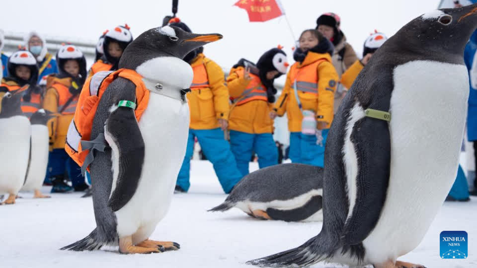 ព័ត៌មានរូបភាព៖ កុមារតូចៗបានជួបជាមួយសត្វភេនឃ្វីនក្នុងអំឡុងពេលទៅលេងនៅឧទ្យាន Harbin Polarpark - TNAOT