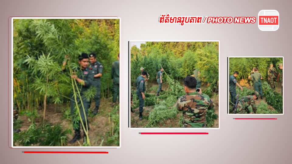 (រូបភាពច្រើនទៀត)៖ សមត្ថកិច្ចចុះបង្រ្កាបករណីដាំដុះកញ្ឆាស្រស់ចំនួន ៤០០ដើម នៅស្រុក រតនមណ្ឌល - TNAOT