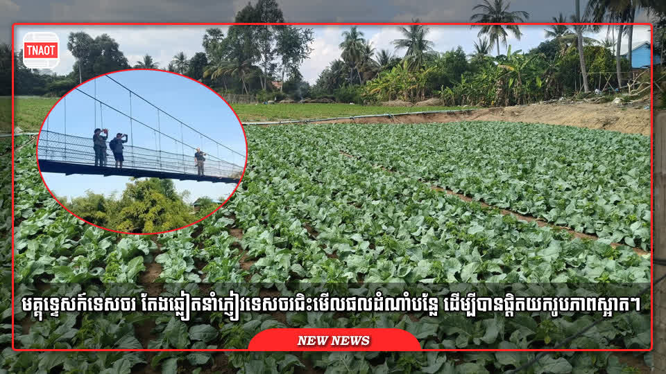 កសិករដាំបន្លែលើជំរាលស្ទឹងសង្កែ ទាក់ទាញទេសចរចូលថតរូបជាប់ជាប្រចាំ - TNAOT