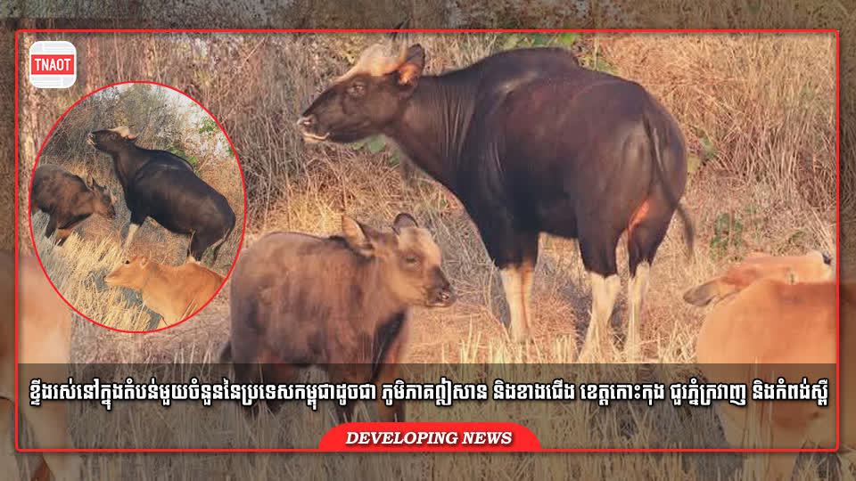 ប្រទះឃើញសត្វខ្ទីងមេ-កូន តែងដើរជាមួយហ្វូងគោអ្នកស្រុកក្នុងខេត្តព្រះវិហារ - TNAOT
